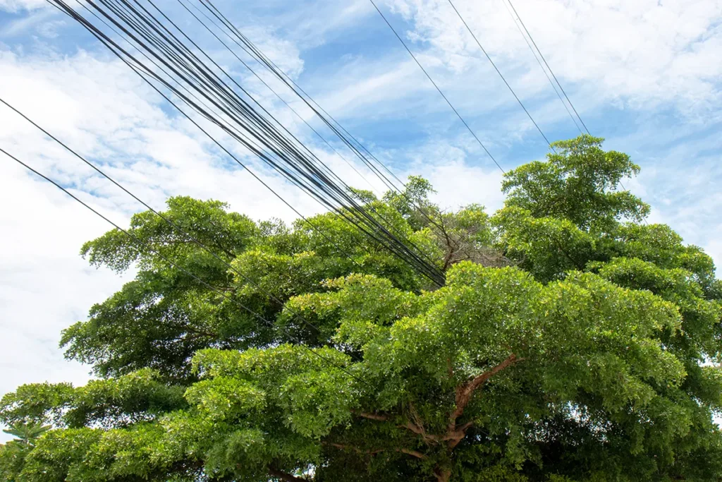 Who Handles Trees Near Power Lines? Responsibilities Explained | Sesmas ...