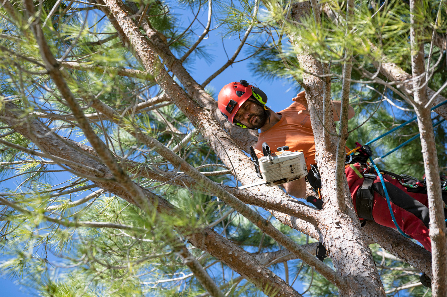 Tree Safety Warning Signs: When to Call a Tree Service | Sesmas Tree ...